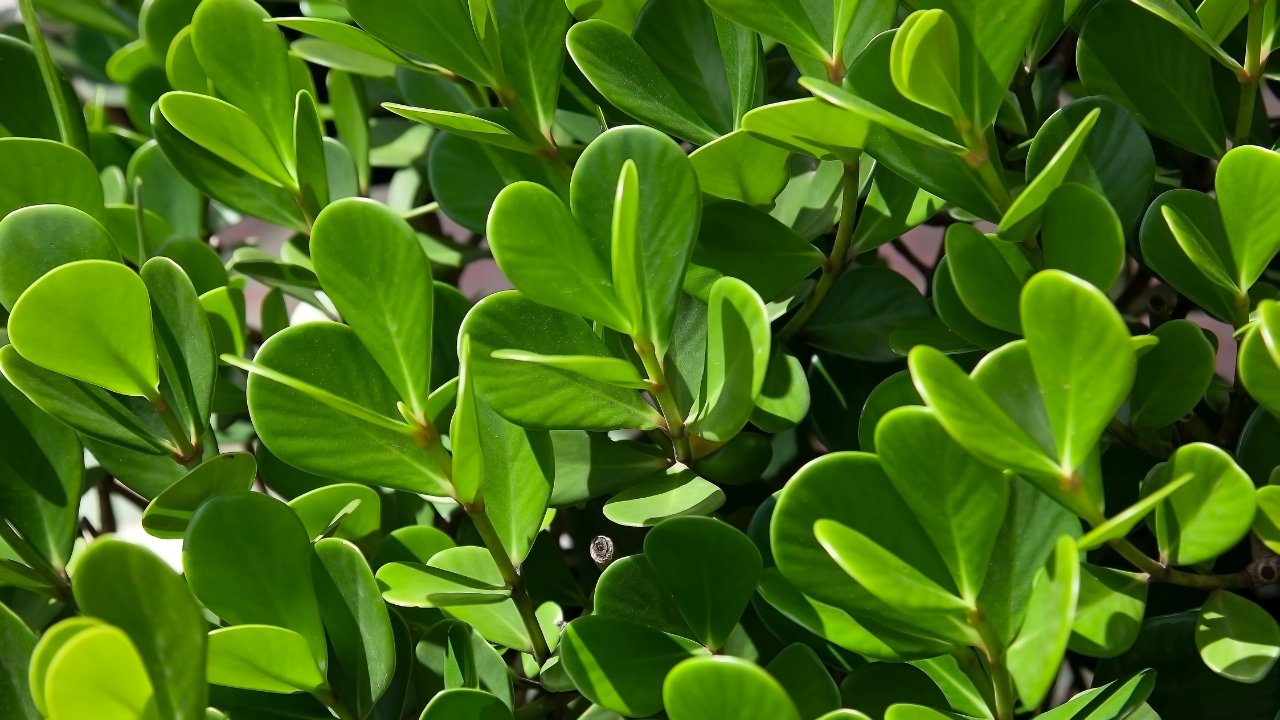 Clusia - Clusia fluminensis - ¡Planterista!