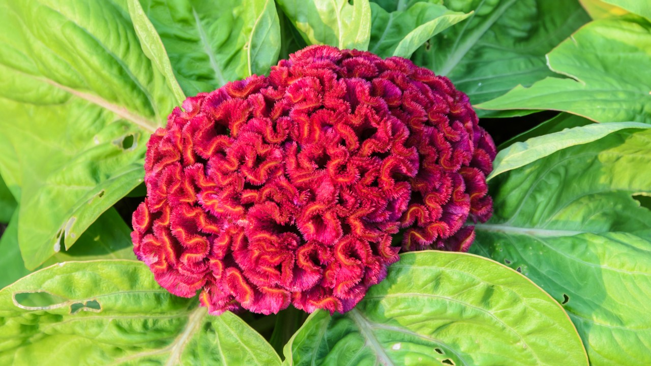 Cresta de Gallo - Celosia cristata - ¡Planterista!