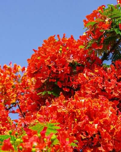 Flamboyán - Delonix regia - ¡Planterista!