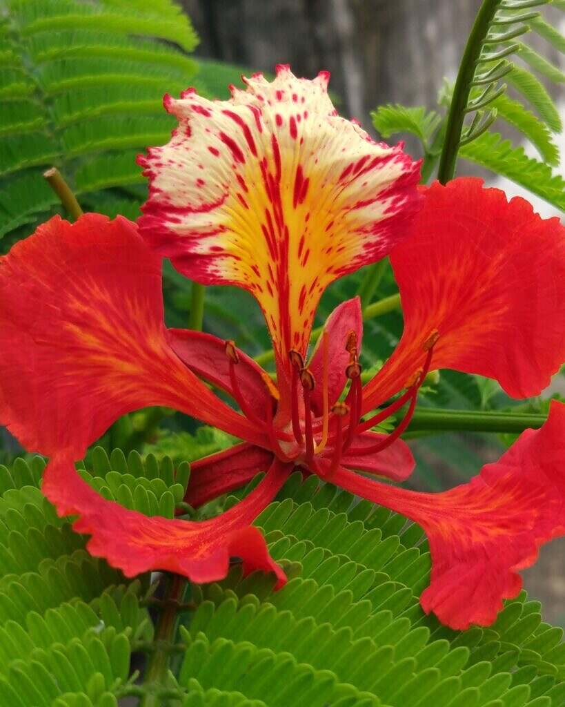 Flamboyán - Delonix regia - ¡Planterista!