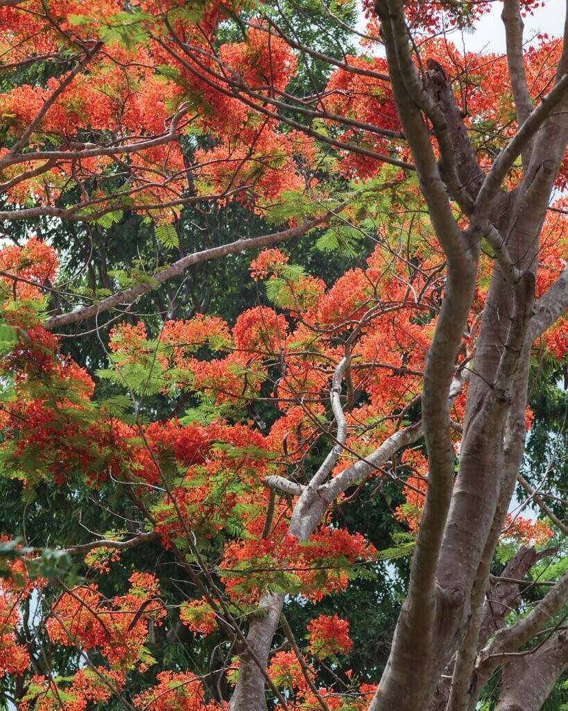 Flamboyán - Delonix regia - ¡Planterista!