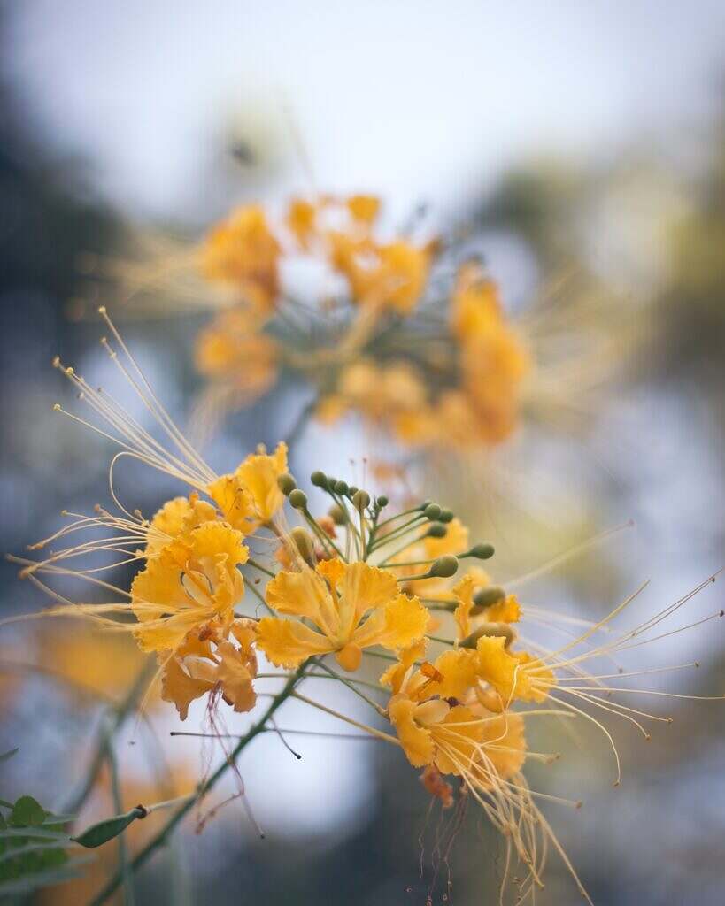 Flamboyán - Delonix regia - ¡Planterista!