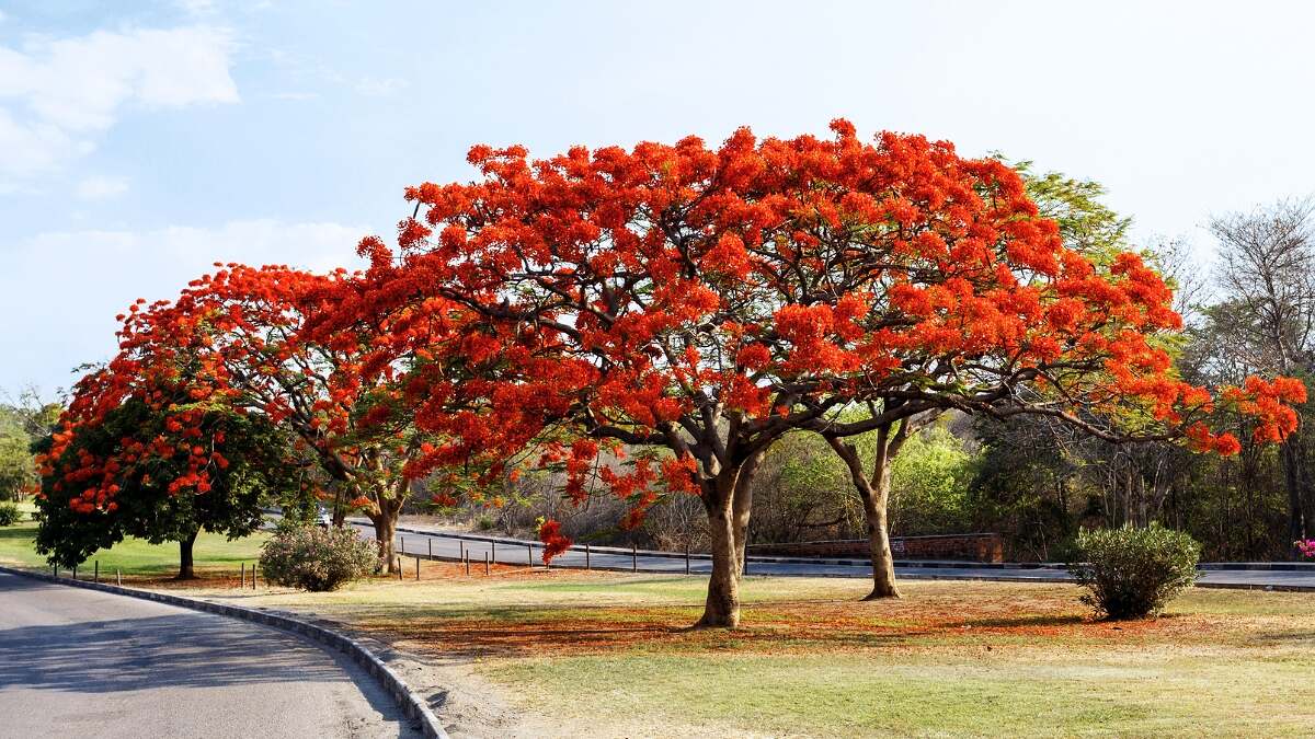 Flamboyán - Delonix regia - ¡Planterista!