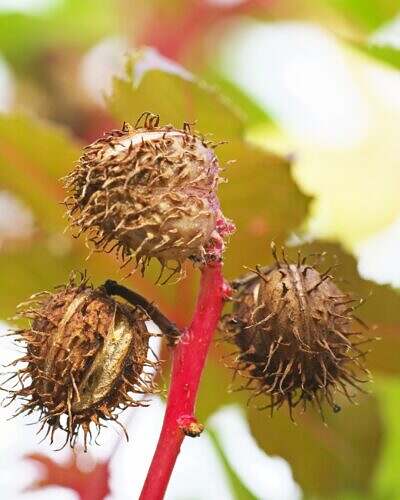 Higuerilla - Ricinus communis - ¡Planterista!