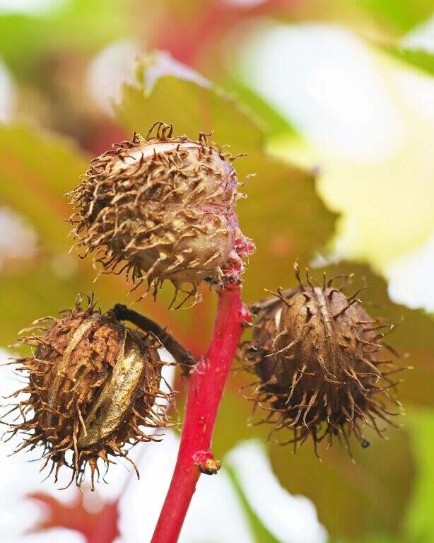 Higuerilla - Ricinus communis - ¡Planterista!