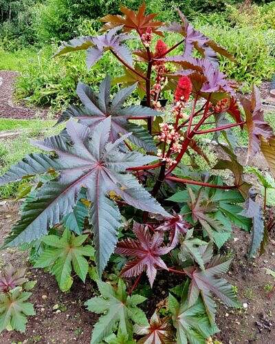 Higuerilla - Ricinus communis - ¡Planterista!