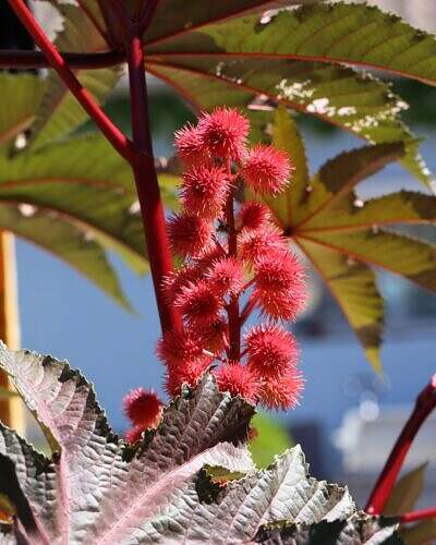 Higuerilla - Ricinus communis - ¡Planterista!