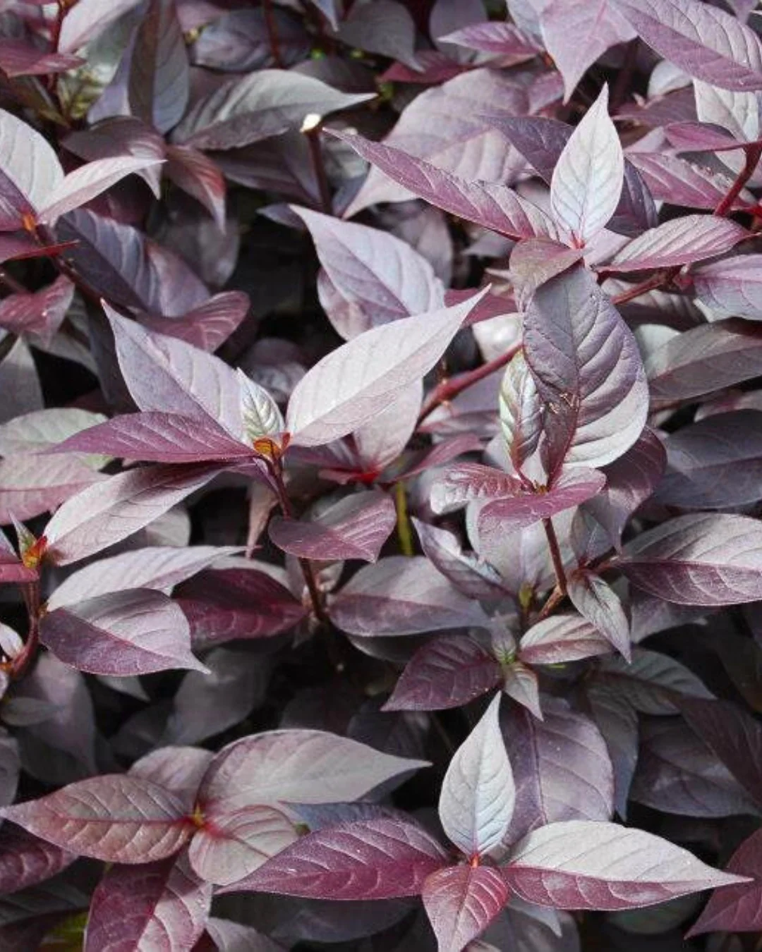 Alternantera - Alternanthera brasiliana - ¡Planterista!