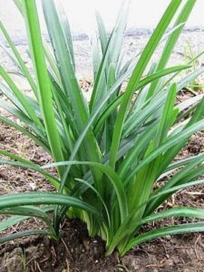 Flor del Infierno - Lycoris radiata - ¡Planterista!