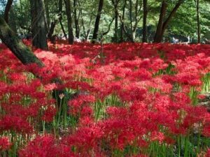 Flor del Infierno - Lycoris radiata - ¡Planterista!