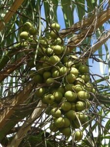 Coyol – Acrocomia aculeata - ¡Planterista!