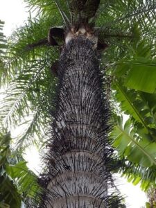 Coyol – Acrocomia aculeata - ¡Planterista!