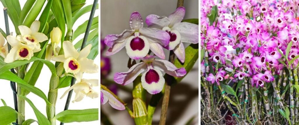 [Guía Definitiva] Cuáles son los Tipos de Orquídeas - ¡Planterista!
