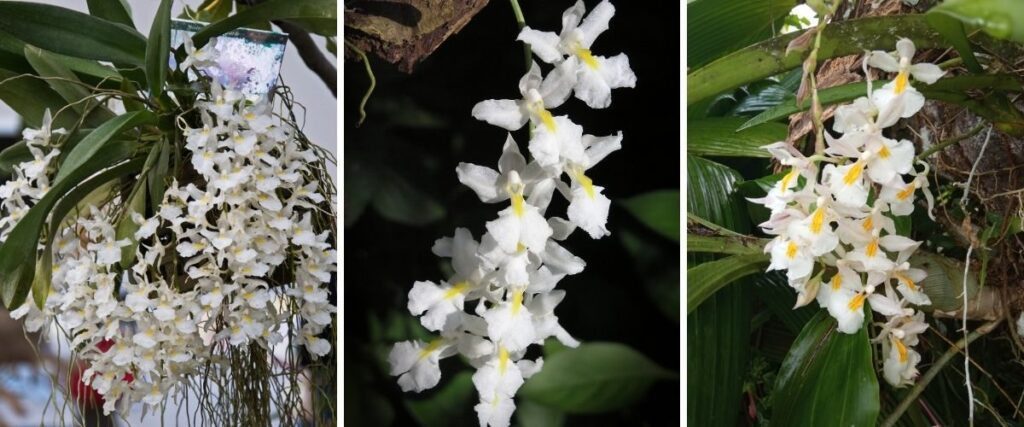 [Guía Definitiva] Cuáles son los Tipos de Orquídeas - ¡Planterista!