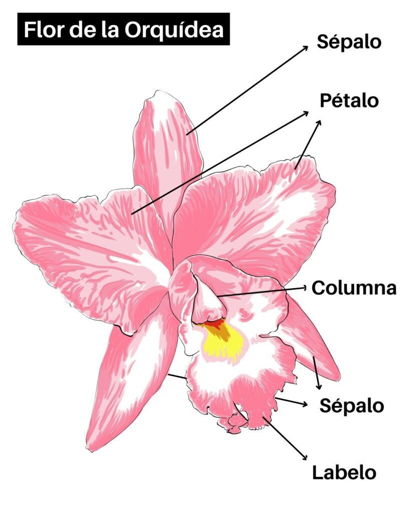 [Guía Definitiva] Cuáles son los Tipos de Orquídeas - ¡Planterista!