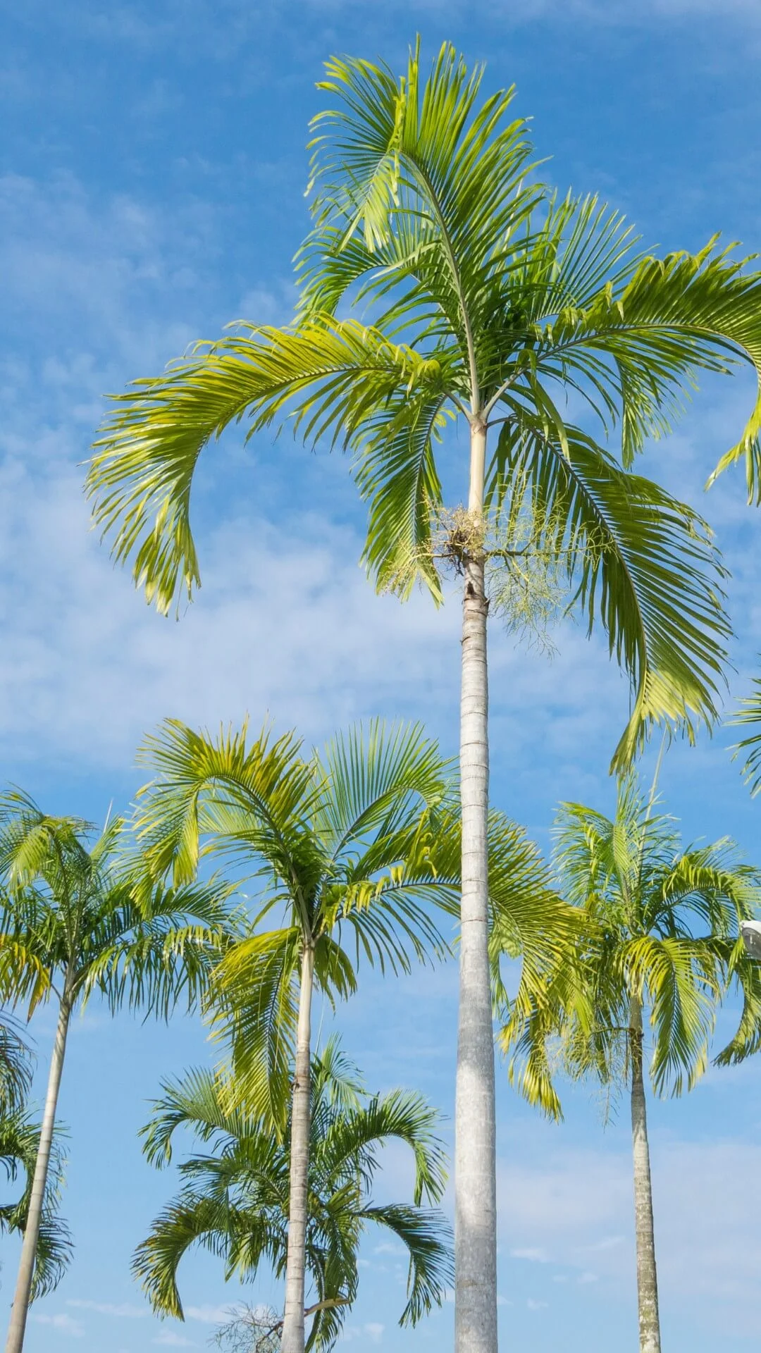 Palma Carpentaria - Carpentaria acuminata - ¡Planterista!