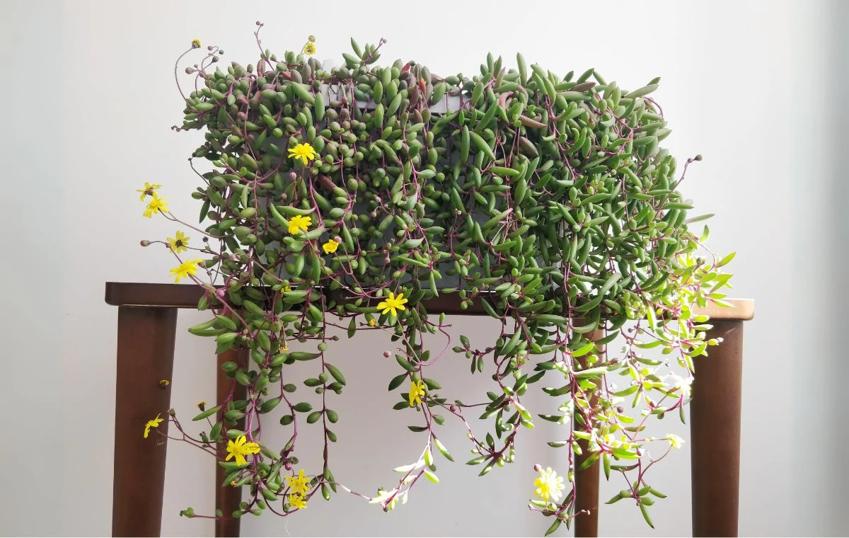 Collar de Rubí - Crassothona capensis - ¡Planterista!