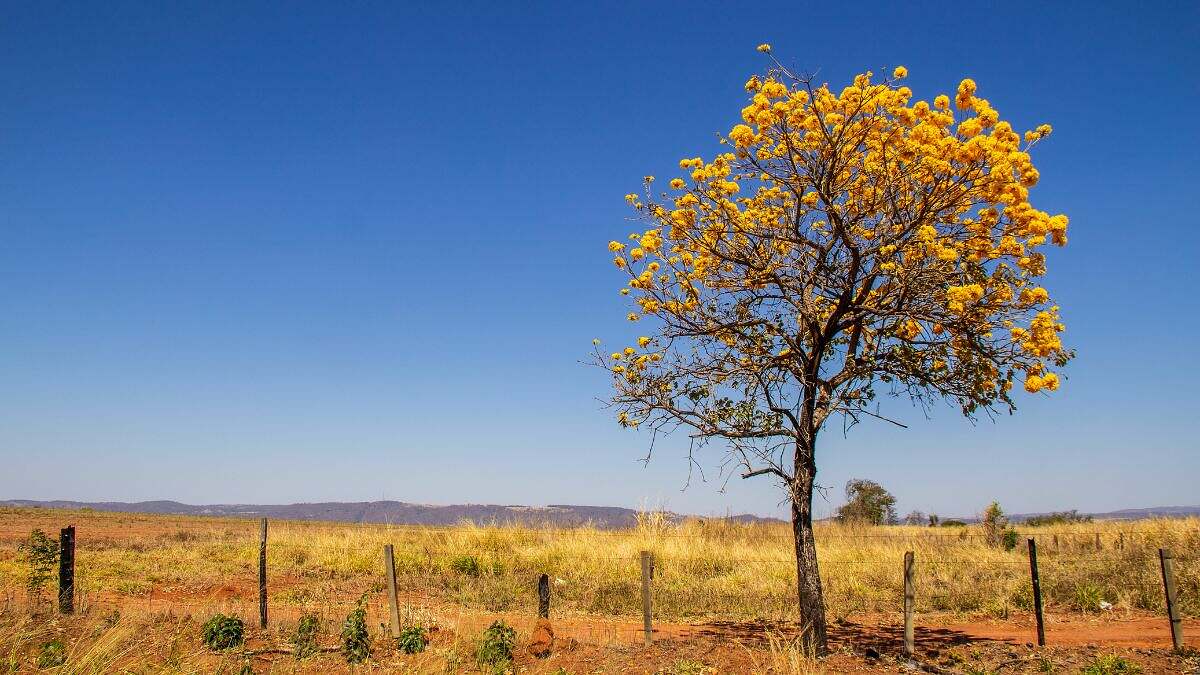 Lapacho Amarillo - Handroanthus albus - ¡Planterista!