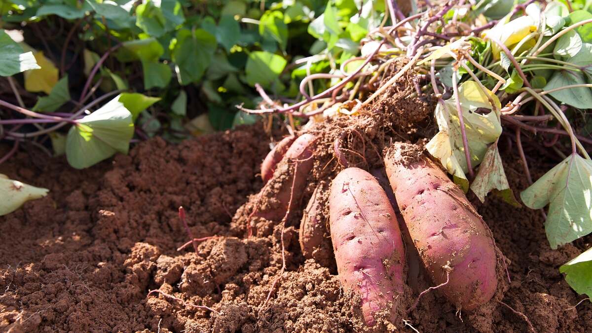 Camote - Ipomoeas batata - ¡Planterista!