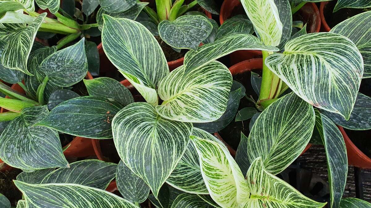 Filodendro Birkin - Philodendron 'Birkin' - ¡Planterista!