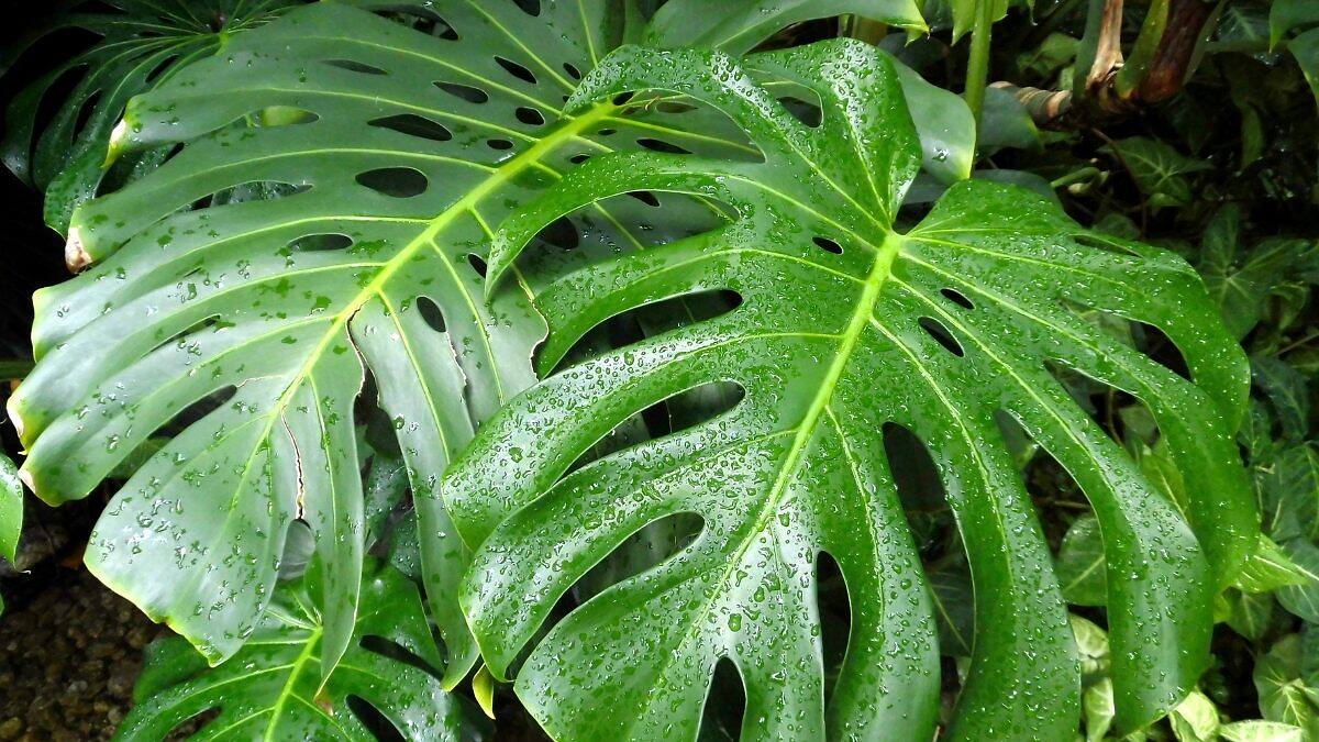Costilla de Adán - Monstera deliciosa - ¡Planterista!