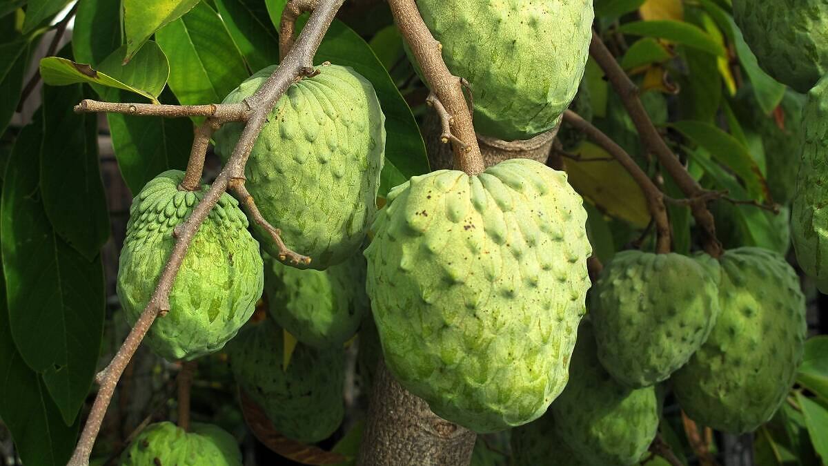 Atemoya - Annona × atemoya - ¡Planterista!