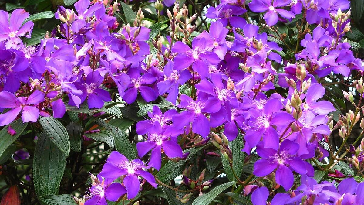 Árbol de la gloria - Pleroma granulosum - ¡Planterista!