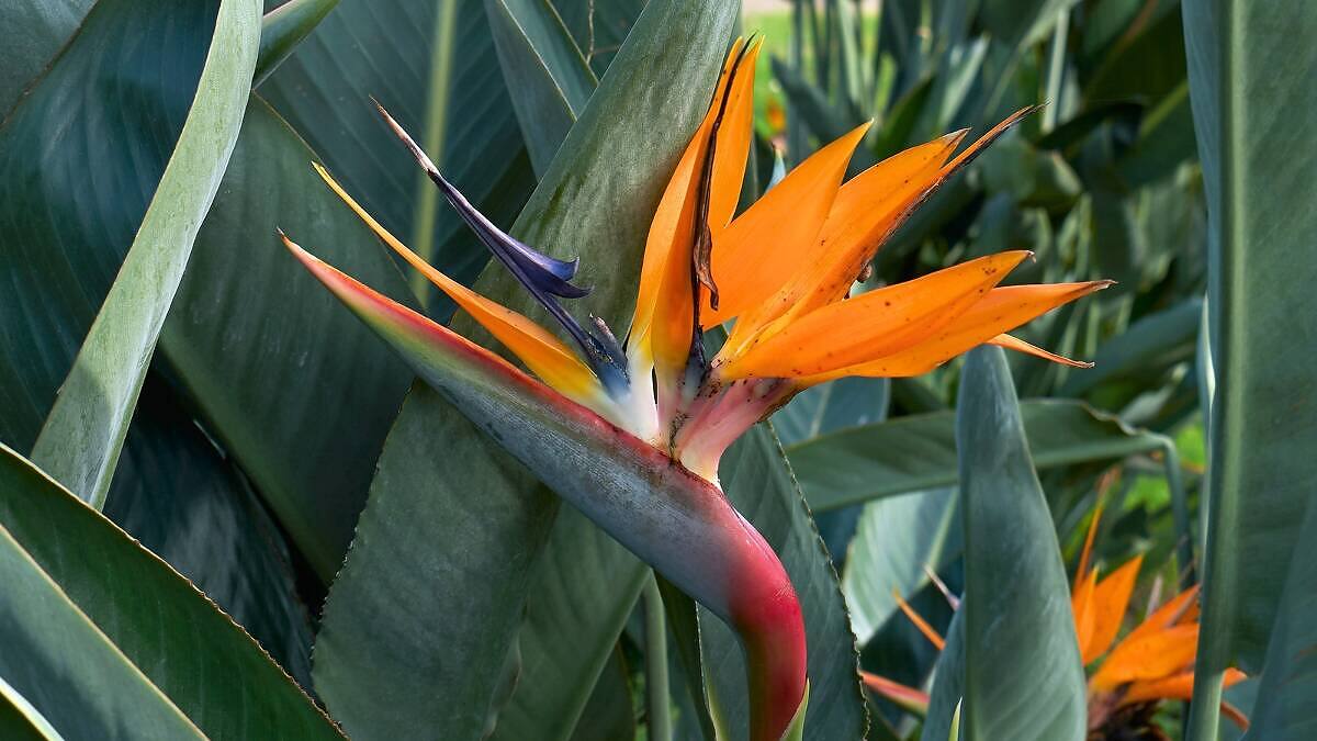 Ave del paraíso - Strelitzia reginae - ¡Planterista!