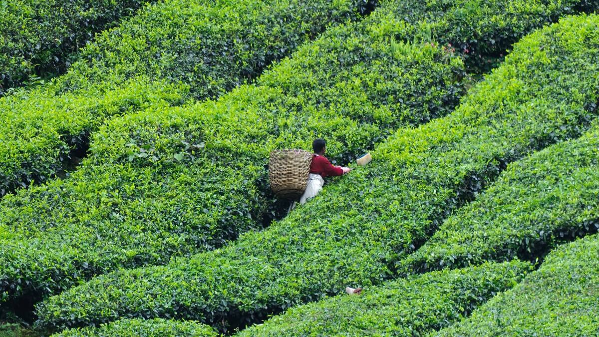 Planta del té - Camellia sinensis - ¡Planterista!