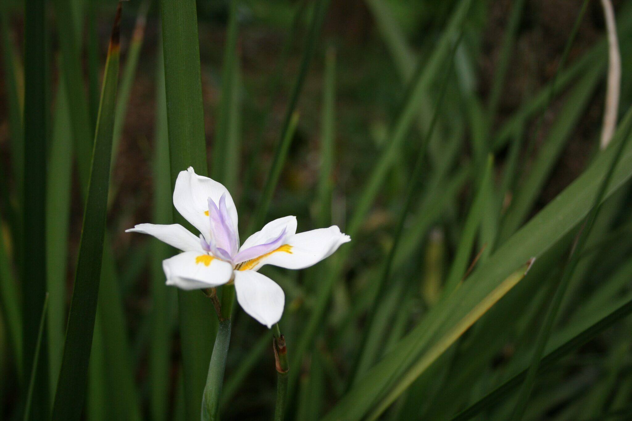 Lirio Persa - Dietes iridioides - ¡Planterista!