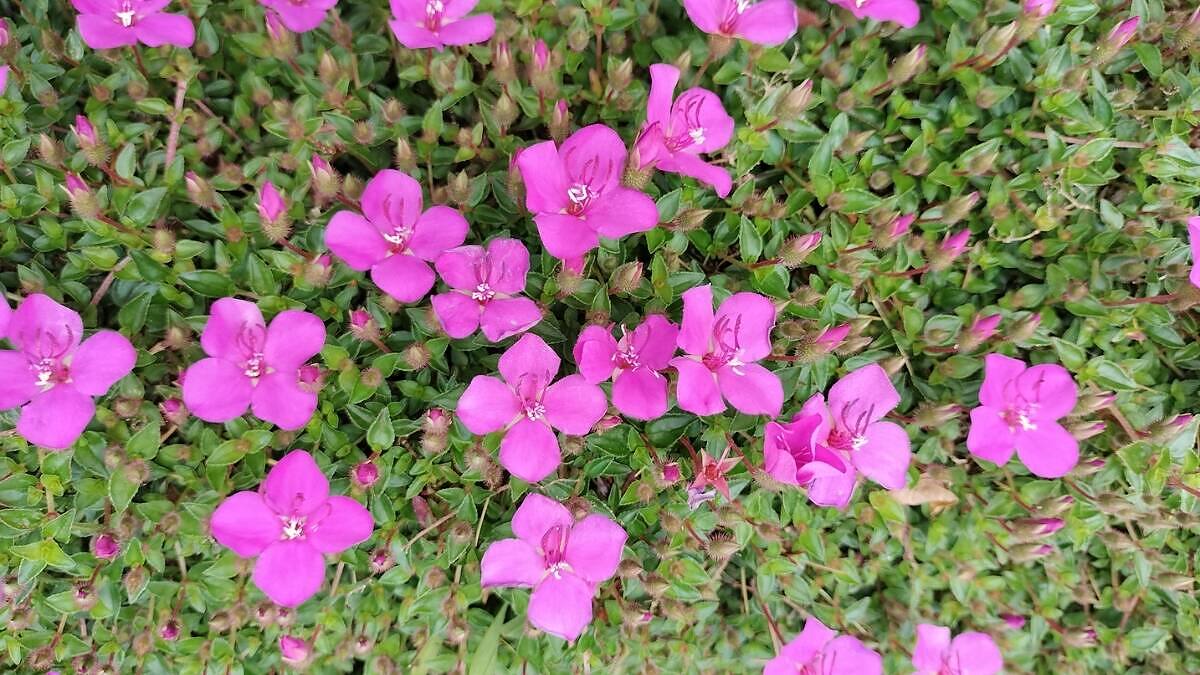 Cuaresmero - Heterocentron elegans - ¡Planterista!