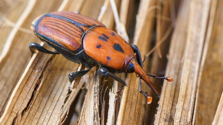 Picudo Rojo de las Palmas - Rhynchophorus ferrugineus - ¡Planterista!