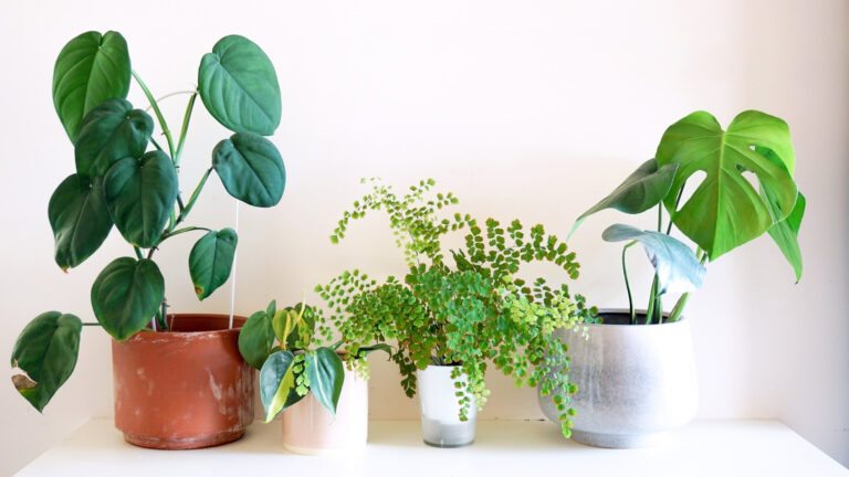 Girar o rotar las plantas: cuándo conviene y cuándo evitarlo ...