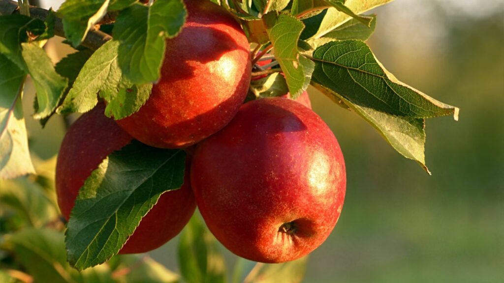 Qué frutales podar en invierno y mejorar la cosecha